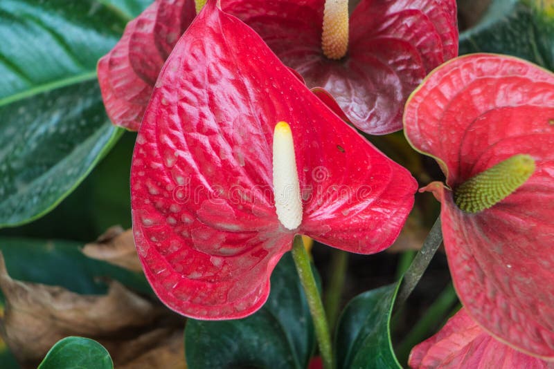 Red spadix flower stock photo. Image of fresh, flora - 83680516