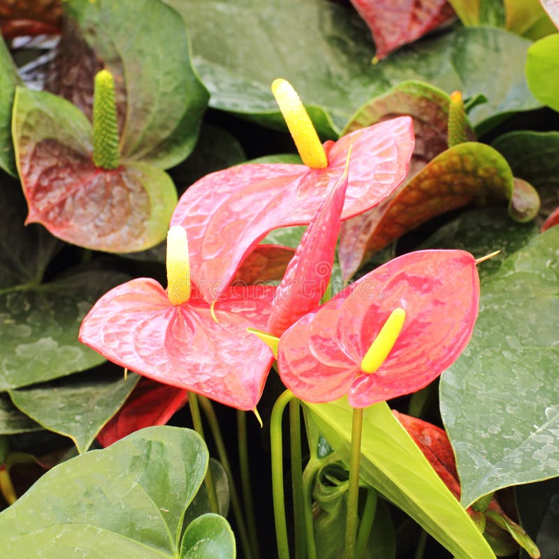 Red spadix flower stock photo. Image of fresh, flora - 83680516