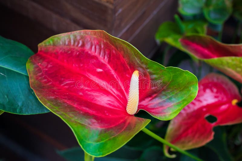 Red Spadix Flower stock photo. Image of bloom, flower - 49988524