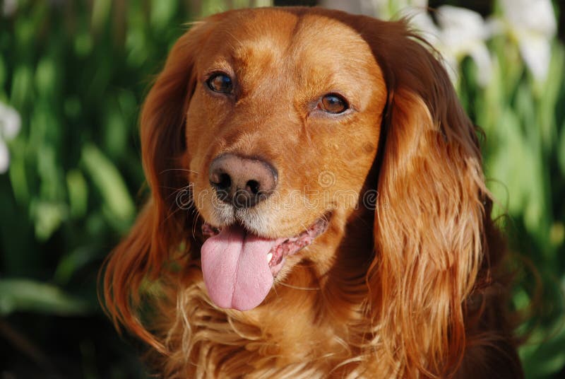 Red spaniel stock photo. Image of mammal, cute, care, domestic - 2701972