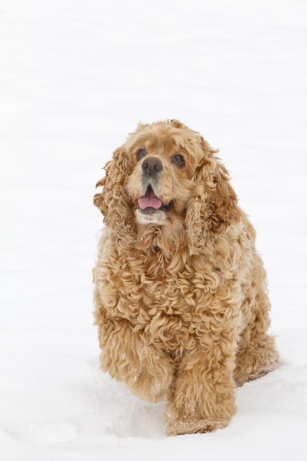 Red spaniel dog stock photo. Image of good, hair, bowl - 17496236