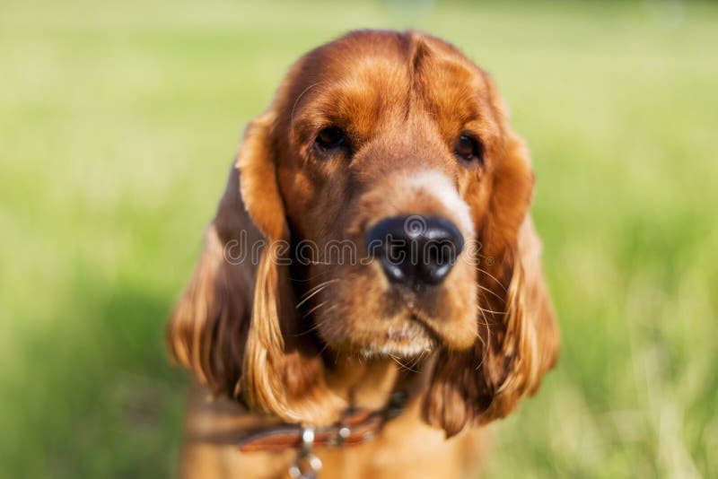 Red Spaniel on the Green Grass Stock Photo - Image of making, hairy ...