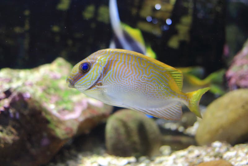 Red Spanish Mackerel, Blue-lined Rabbitfish Stock Image - Image of ...