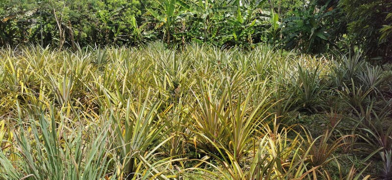 Red spanish pineapple stock photo. Image of barong, weaved - 253097448