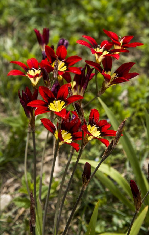 Red Sparaxis Flower at Back Stock Image - Image of elegant, flower ...