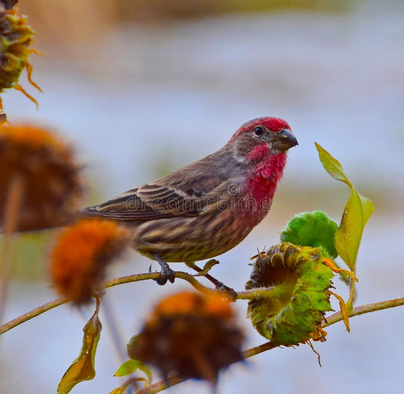 Red Sparrow stock photo. Image of birds, bird, eats, seeds - 45561068
