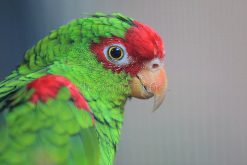 Red-spectacled amazon stock photo. Image of amazona - 106504696