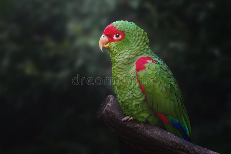 Red-spectacled Amazon Parrot Stock Image - Image of pretrei, brazil ...