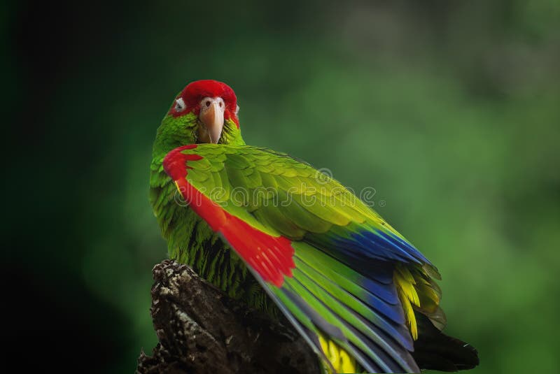 Red-spectacled Amazon Parrot Wing Stock Photo - Image of brazil ...