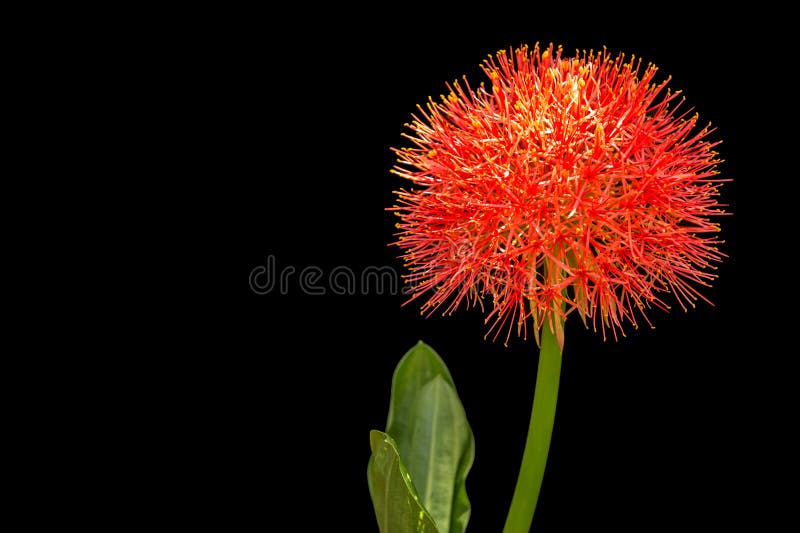 Red sphere stock image. Image of strange, sphere, thailand - 30879611