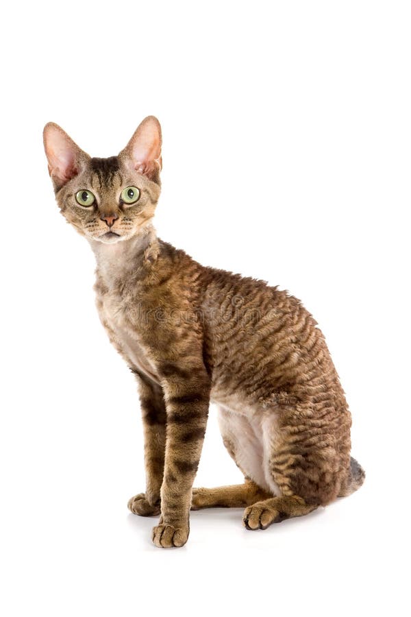 Red Sphynx Tabby Cat Stands on Its Hind Legs and Plays Isolated on ...