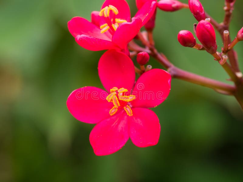 The Red Spicy Jatropha Flowers Stock Image - Image of blossom, nature ...