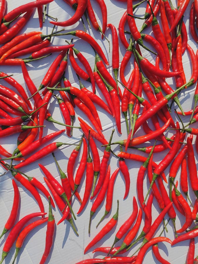 Red Spicy Long Pepper Drying on the Sun on a White Board Background ...