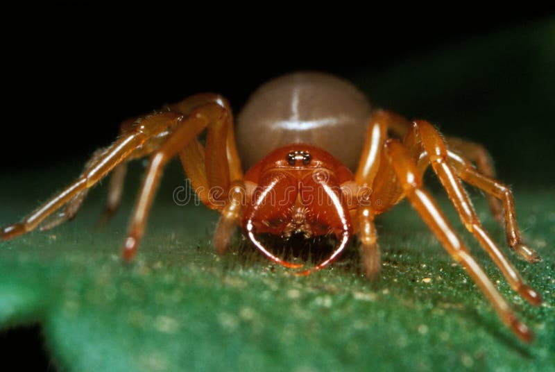 Red spider stock image. Image of venomous, jaws, fear - 17630443