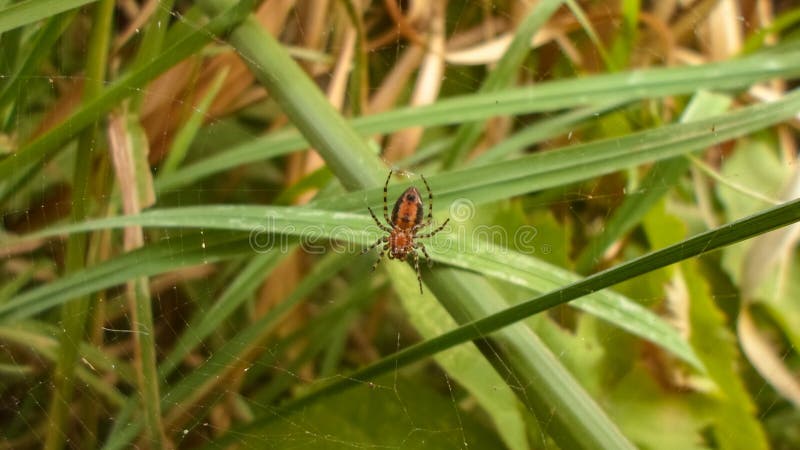 The red spider stock image. Image of outdoor, wild, botany - 126504401