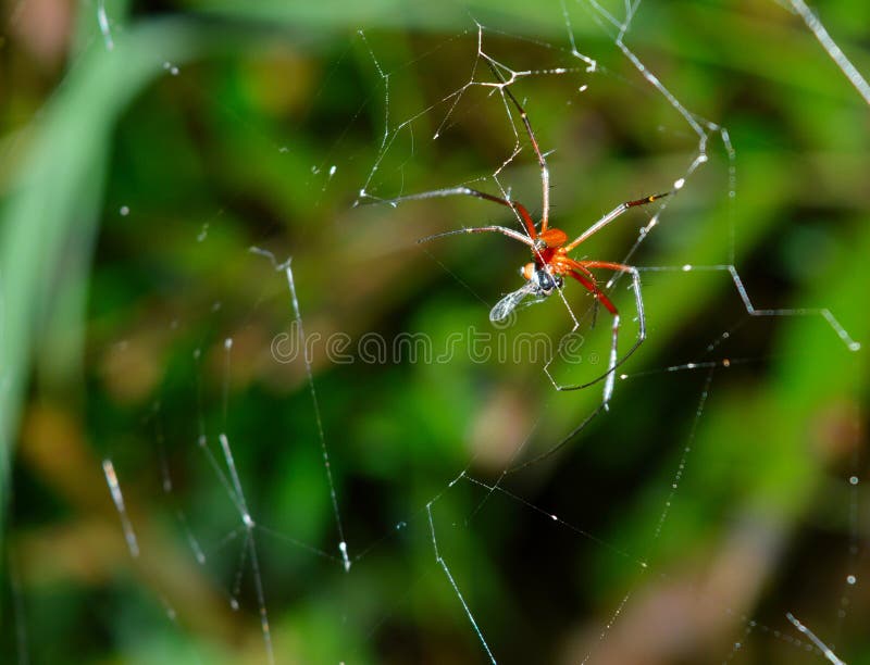 Spider weaving its web stock image. Image of orange - 193962093