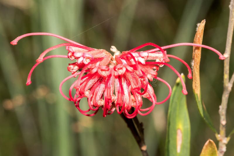 Red Spider Flower stock photo. Image of plant, spring - 190398798
