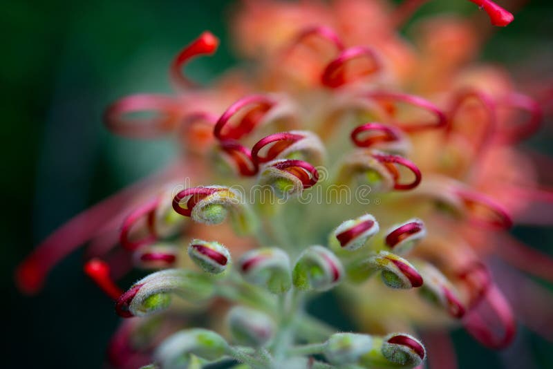 Red spider flower stock photo. Image of plant, beautiful - 345292084