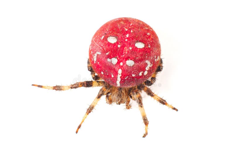Red Spider. Large Red Spider with White Color Speck on Body Stock Image ...