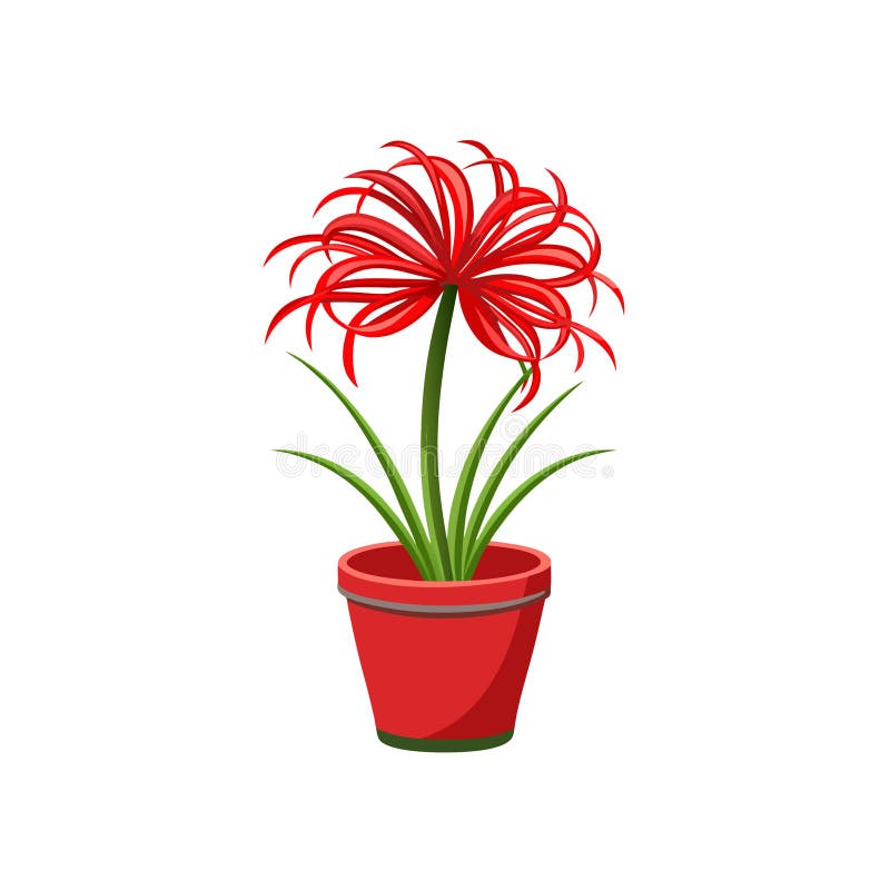 Red Spider Lily Plant in Pot Illustration Stock Illustration ...