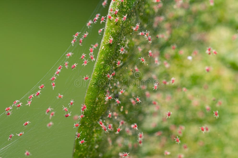 Red spider mite colony stock image. Image of population - 284256527