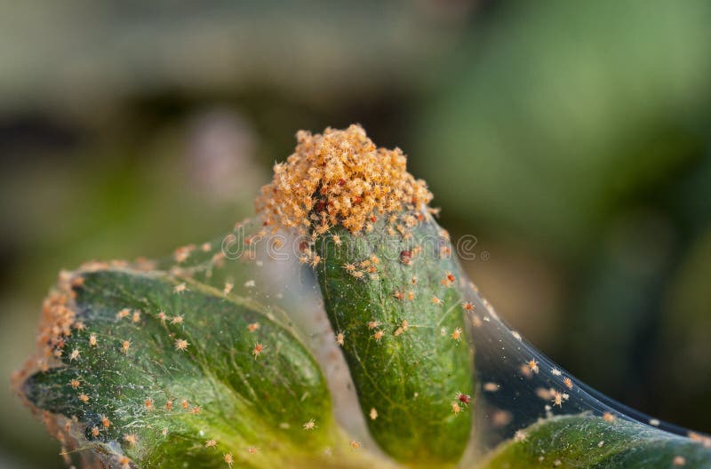 Red Spider Mite Infestation Stock Image - Image of causing, plant ...