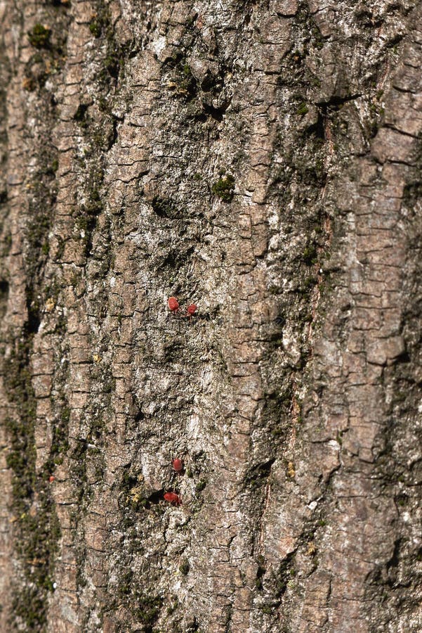 Red Spider Mite on a Tree Trunk Stock Photo - Image of bark, natural ...