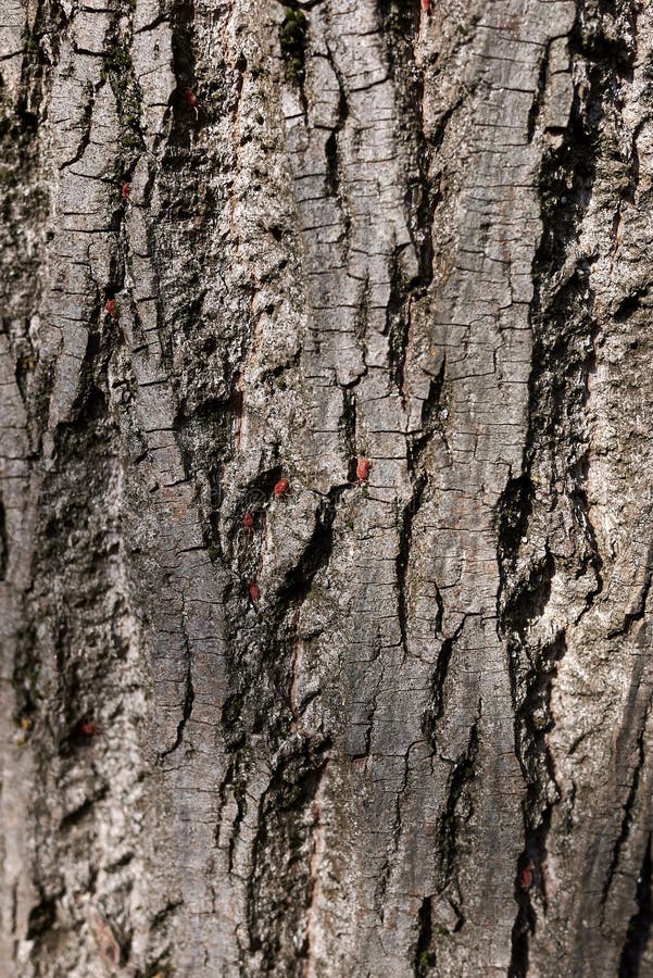 Red Spider Mite on a Tree Trunk Stock Image - Image of season, tree ...