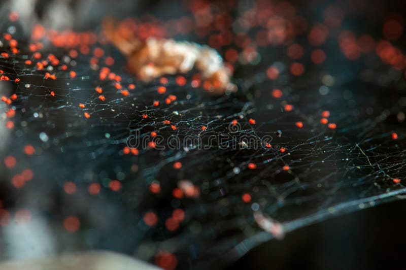 Several Red Spider Mites Sit in a Spider Web Stock Photo - Image of ...