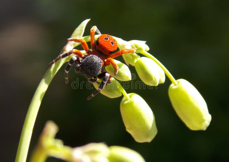 Red spider on a plant stock image. Image of macro, nature - 115827161