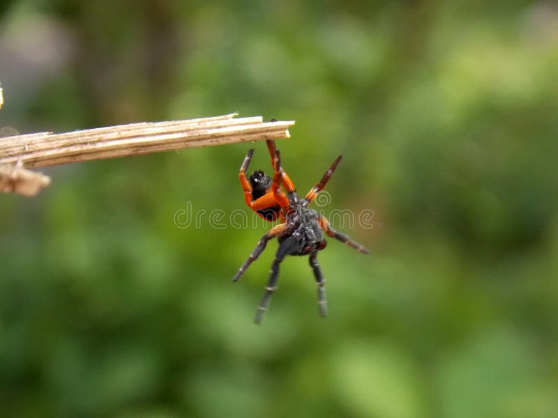 Red spider on a plant stock photo. Image of small, color - 115827228