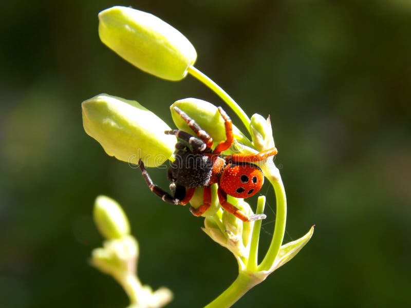 Red spider on a plant stock image. Image of legs, animal - 115827389