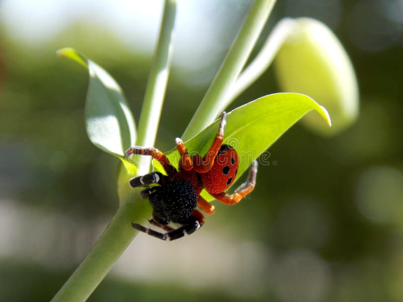 Red spider on a plant stock image. Image of small, spider - 115827461