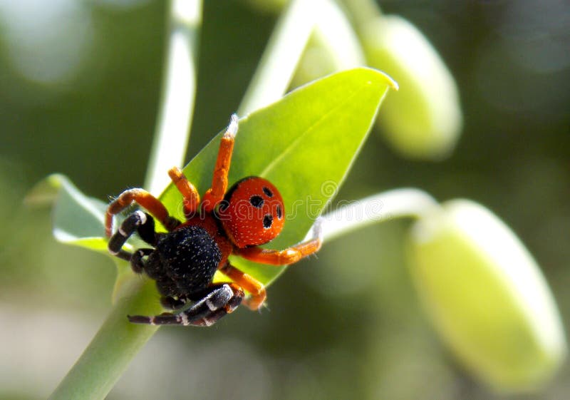 Red spider on a plant stock image. Image of spider, animal - 115827627
