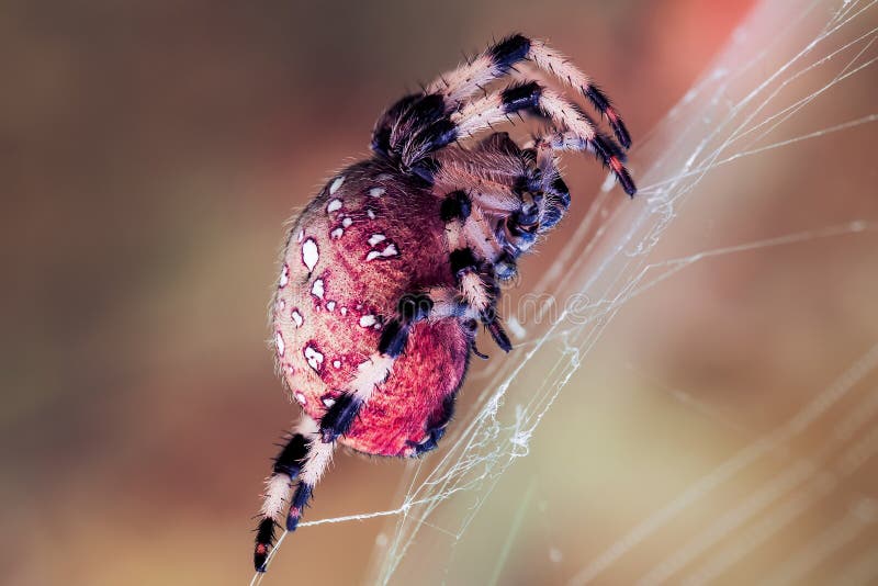 Red spider stock photo. Image of poppy, spider, season - 77707416