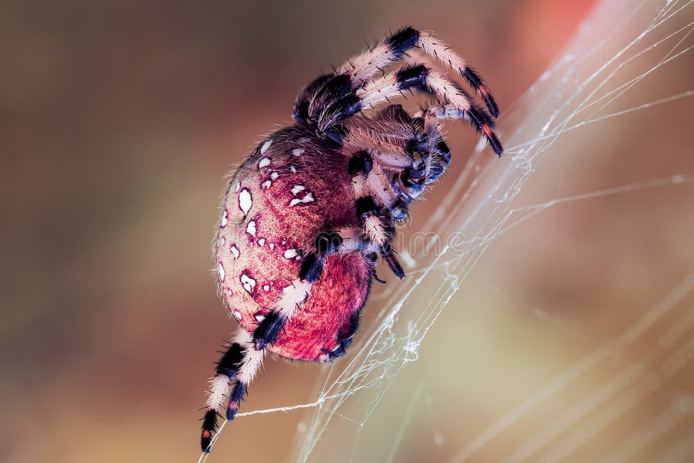 Red spider stock photo. Image of poppy, spider, season - 77707416