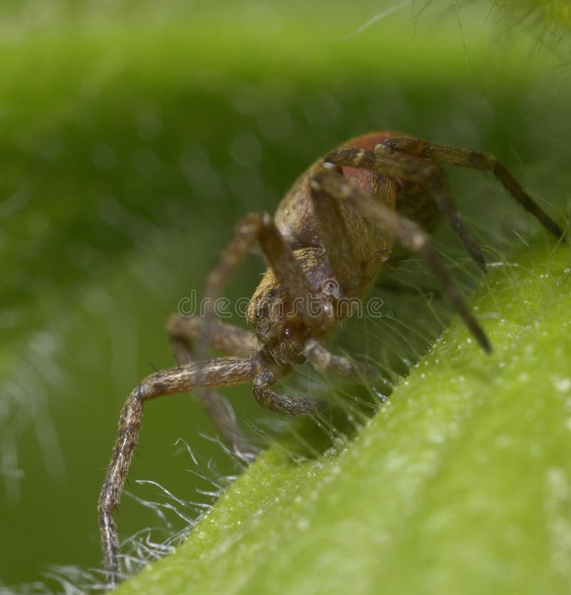 Red Spider Arachnida Sitting on a Plant Leaf Stock Image - Image of ...