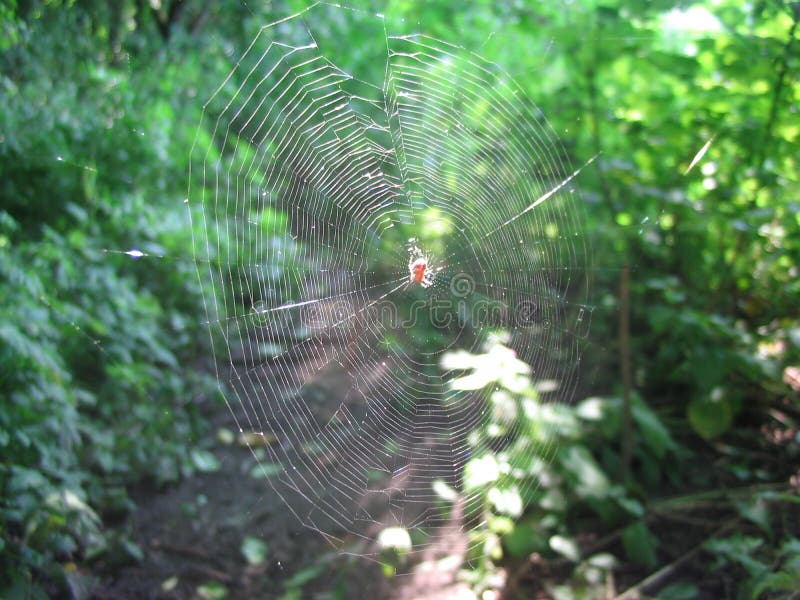 Red Spider with Spider Webs. Stock Image - Image of spider, ukraine ...