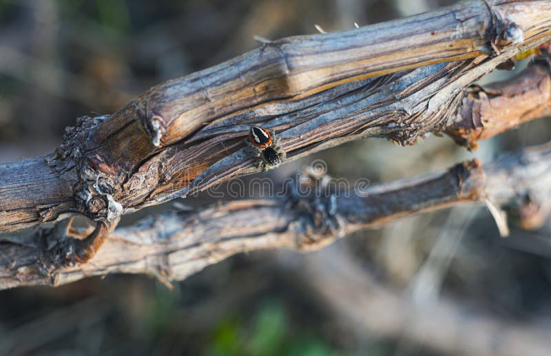 A Red Spider on a Tree Branch Stock Photo - Image of white, wild: 296787062