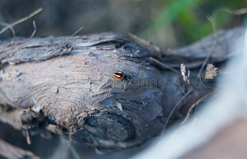 A Red Spider on a Tree Branch Stock Image - Image of wood, forest ...