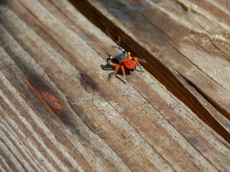 Red spider on a tree stock photo. Image of legs, animal - 115827032