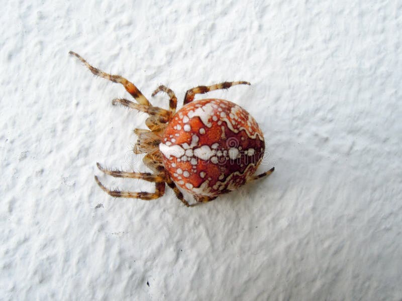 Red spider stock photo. Image of white, wildlife, garden - 43902180
