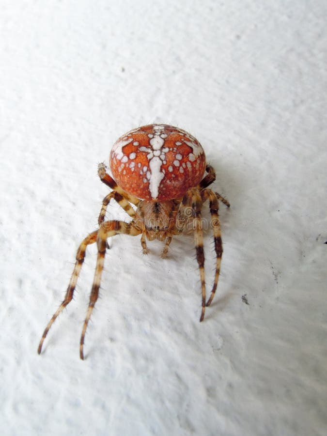 Red spider stock photo. Image of white, wildlife, garden - 43902180