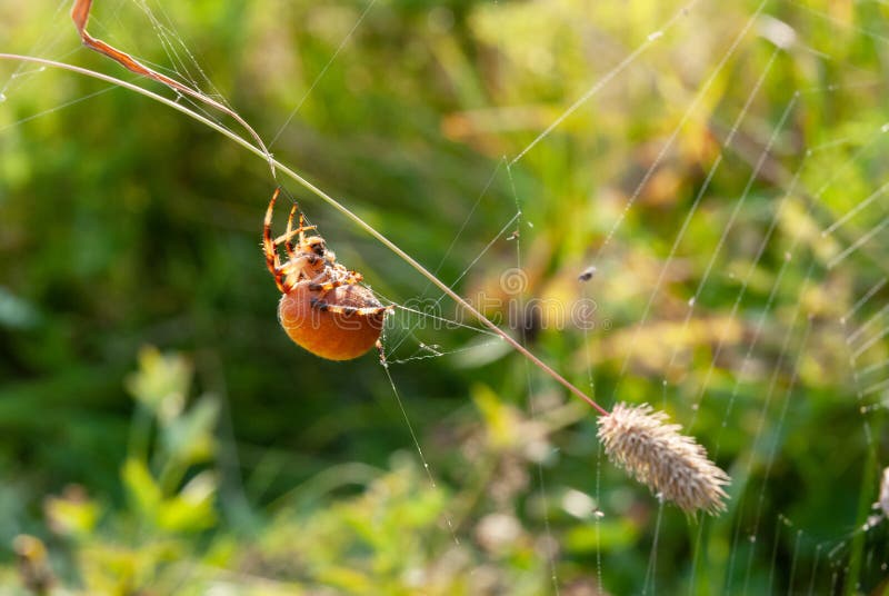Red Spider Weaves Web on Grass Stalk in Forest Clearing Lit by the Sun ...