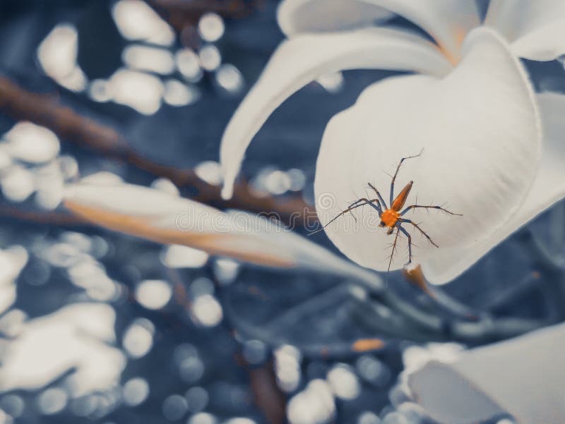 Red Spider in White Flower Ring Stock Image - Image of ring, flower ...