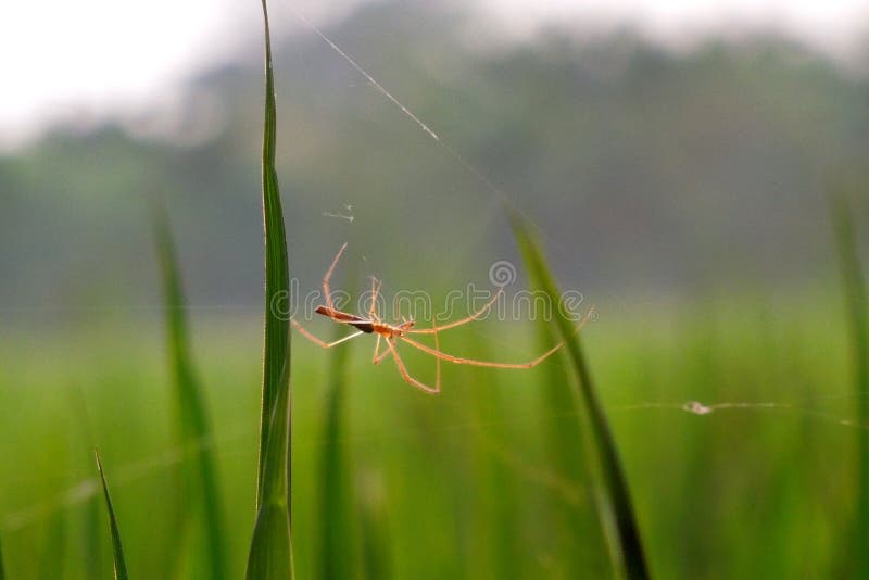 Red spider stock photo. Image of spider, bengal, beautiful - 84152778