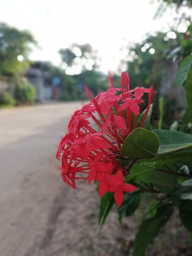 Red Spike flower is bloom stock image. Image of isolated - 120722155