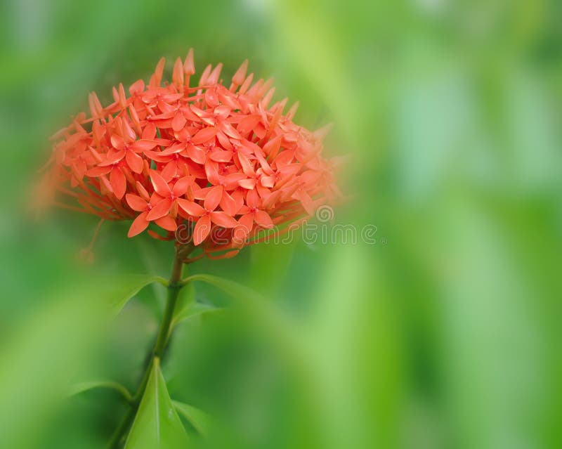 Red Spike Flower in Close Up Stock Photo - Image of flower, beautiful ...