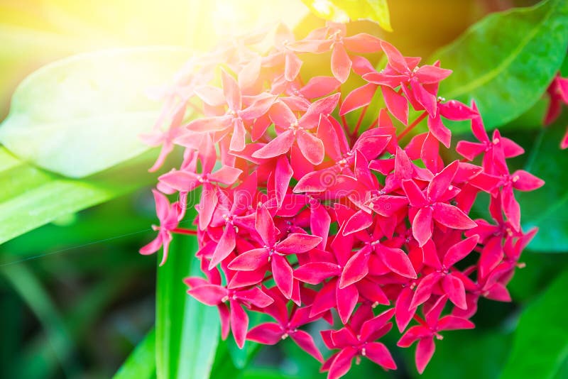 Red spike flower in garden stock photo. Image of beautiful - 154340802
