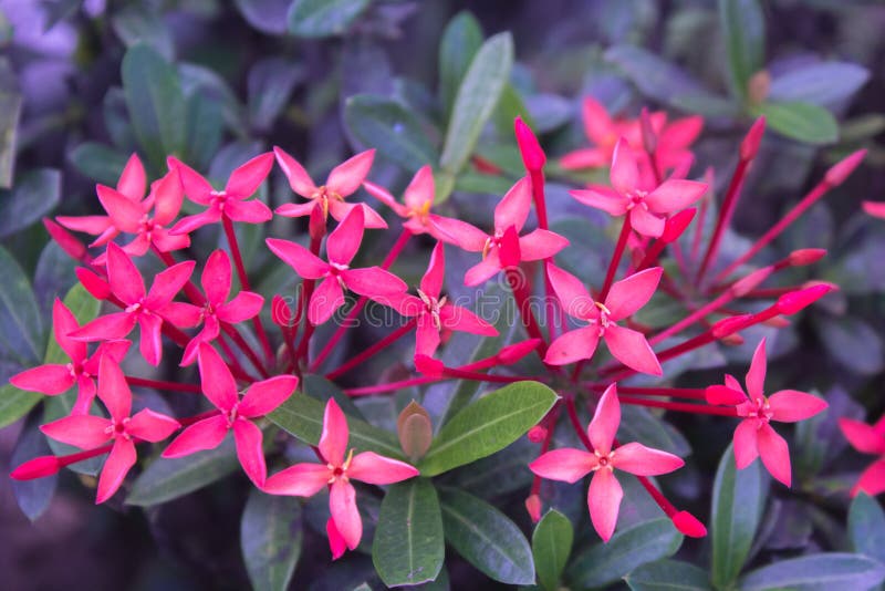 Red Spike Flower With Its Leaf Stock Photo - Image of blooming ...